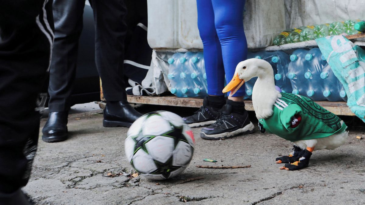 MS fotbal | Neobvyklý maskot MS dostal stylové doplňky a je z něj ...